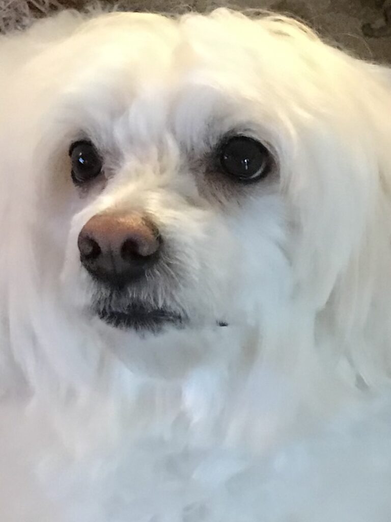 Tributes - Bubbling Well